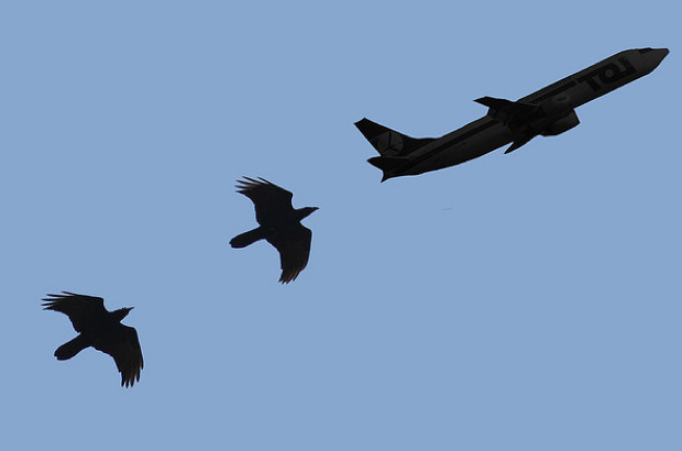 Should Airplanes Look Like Birds? - Fast Company