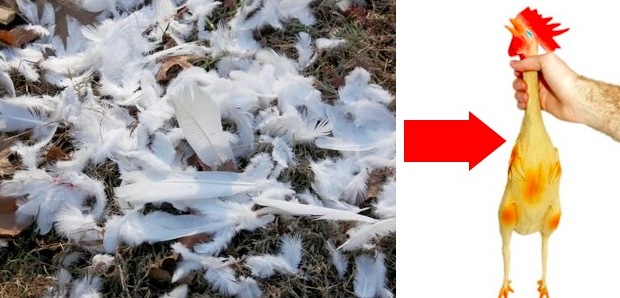 Rubber Chicken on April Fools? Scientist Turns Feathers Into Eco ...