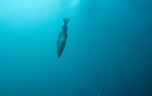 Canada's Devastated Cod Fishery Begins To Recover - Fast Company