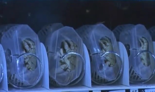 This Vending Machine Will Give You (Live) Crabs - Fast Company