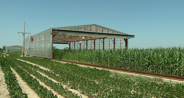 Simulating Droughts To Find Out How Thirsty Plants React - Fast Company