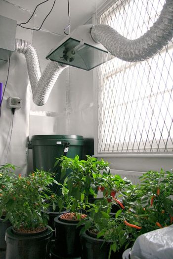 London's Urban Farming Hub Reaches New Heights - Fast Company