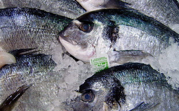 New Technology To Save-Not Just Catch-Marine Life - Fast Company