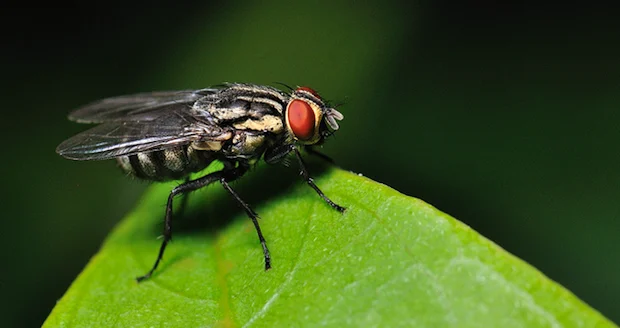 The Insect Genome Project Can Save Us From Disease - Fast Company