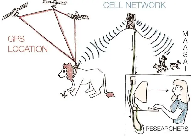 Designers Craft Collars to Tame Lions, Costs - Fast Company