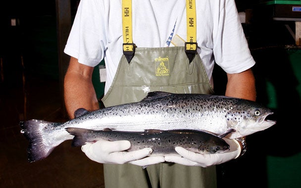 Mutant Salmon Coming to a Kitchen Table Near You - Fast Company