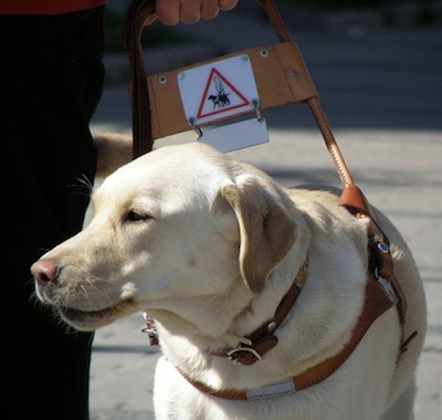 New Glasses Give The Blind Bionic Eyes - Fast Company