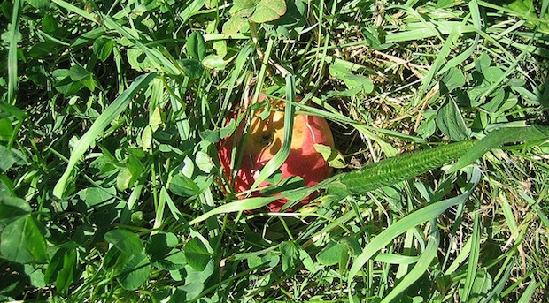 Apple's New iMacs House A Few Secrets After All - Fast Company