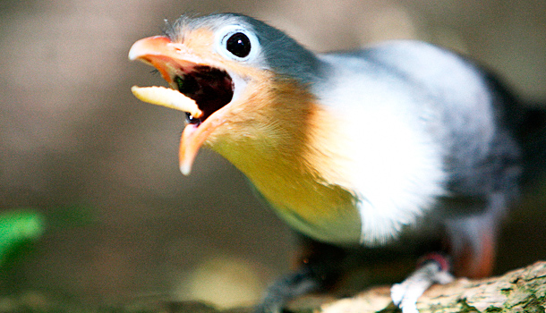 5 Early Birds Share Everyday Productivity Strategies - Fast Company