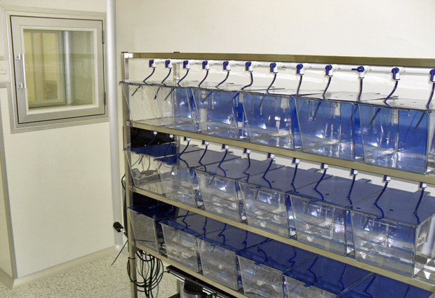 Live Animals In A Climate Change Simulator Reveal Which Species Adapt ...