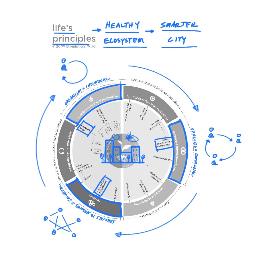 Biomimicry Challenge: For IBM, Smart Design Draws Water Conservation ...