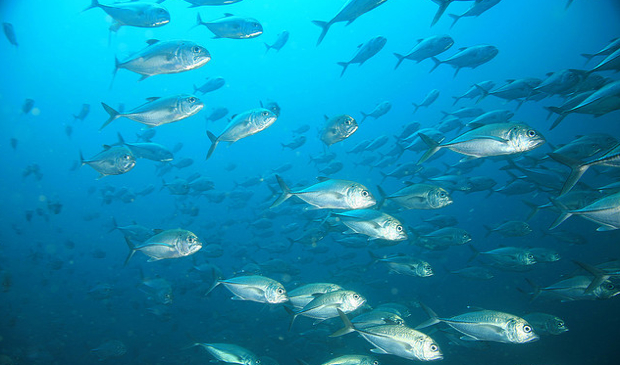 Ocean Index: A Doomsday Clock For The World's Oceans - Fast Company