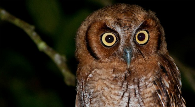 Can Night Owls Get The Worm, Too? - Fast Company