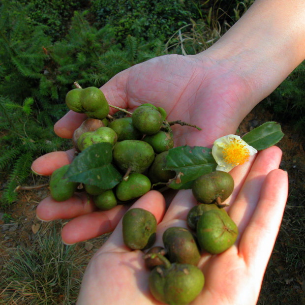 How Scientist Robert Fortune Fueled Britain's Expansion by Stealing the ...