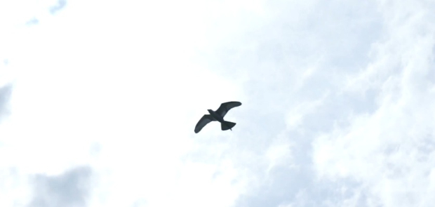 Festo's Robotic SmartBird Wants To Join The Flock - Fast Company