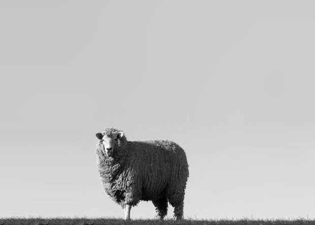 Bellwether Materials Turns Sheep's Wool Into High-Quality Insulation ...