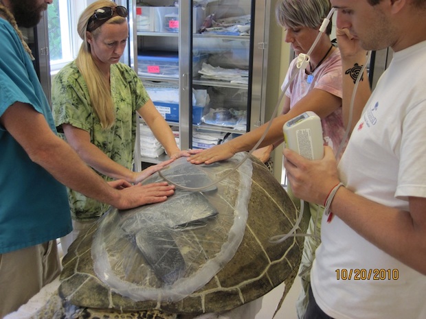 Bringing An Injured Sea Turtle Back To Life With Human Tissue ...