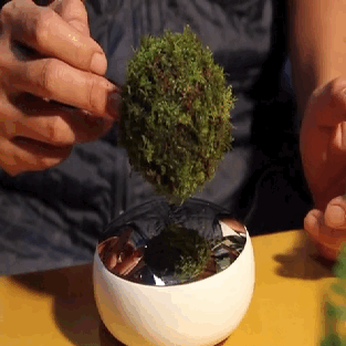 Levitating Bonsai Tree Spring Sale*) Air Bonsai Levitating Plant Pot