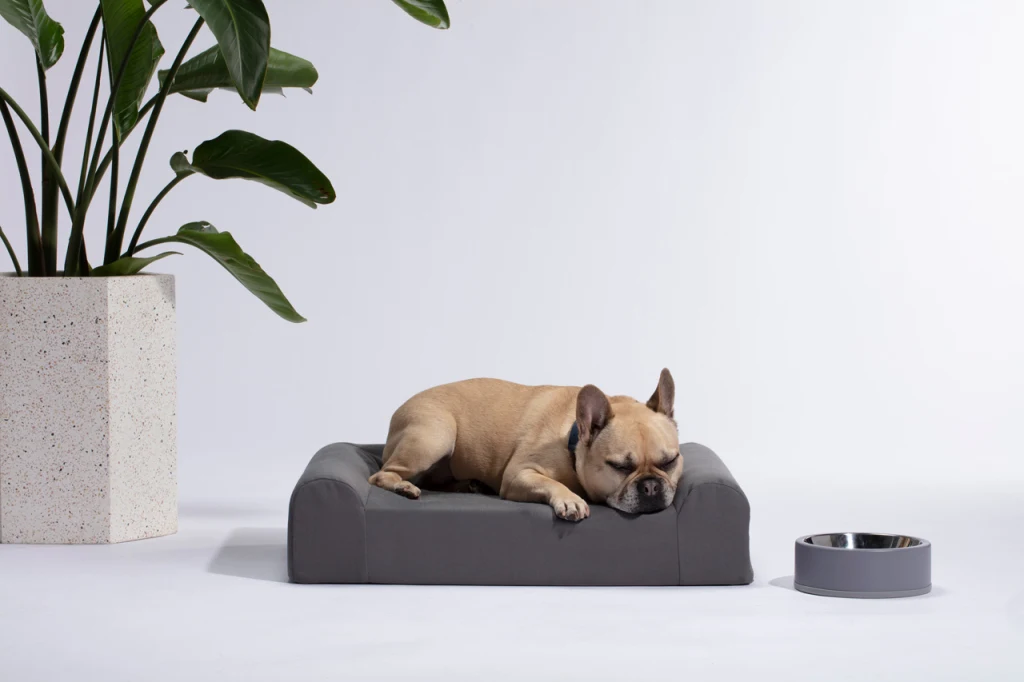 Finally, dog gear for design snobs - Fast Company