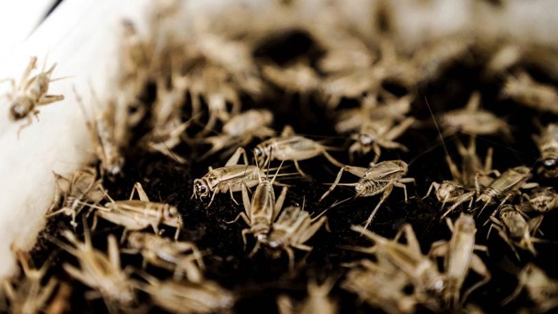 This Giant Automated Cricket Farm Is Designed To Make Bugs A Mainstream ...