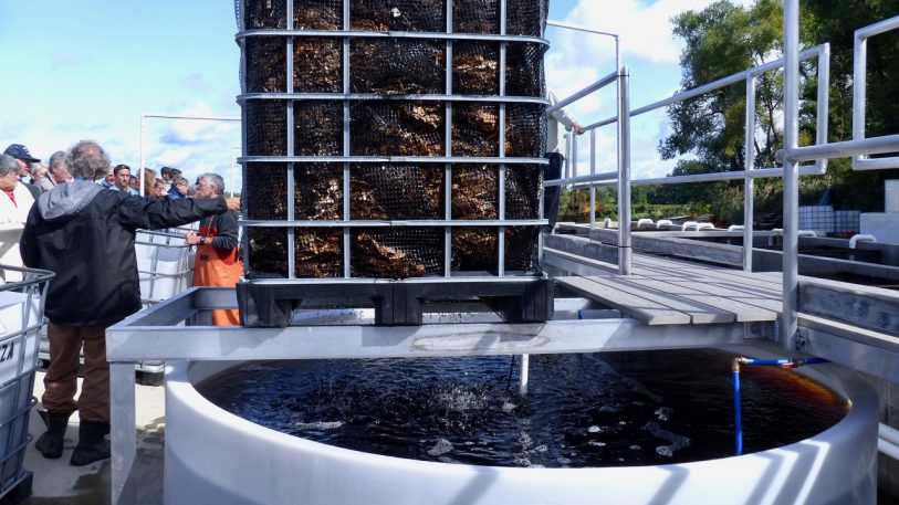 Get A Beer And Fresh Seafood At This Brewery That Feeds A Fish Farm ...