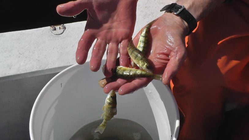 Get A Beer And Fresh Seafood At This Brewery That Feeds A Fish Farm ...