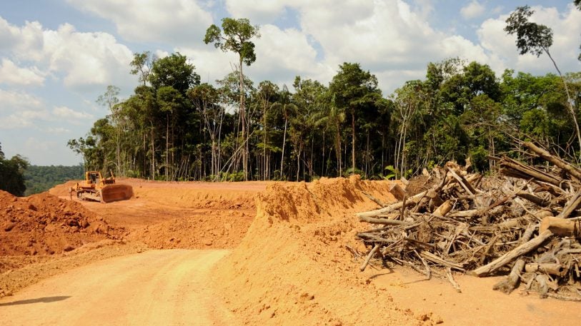 The Largest Ever Tropical Reforestation Is Planting 73 Million Trees ...