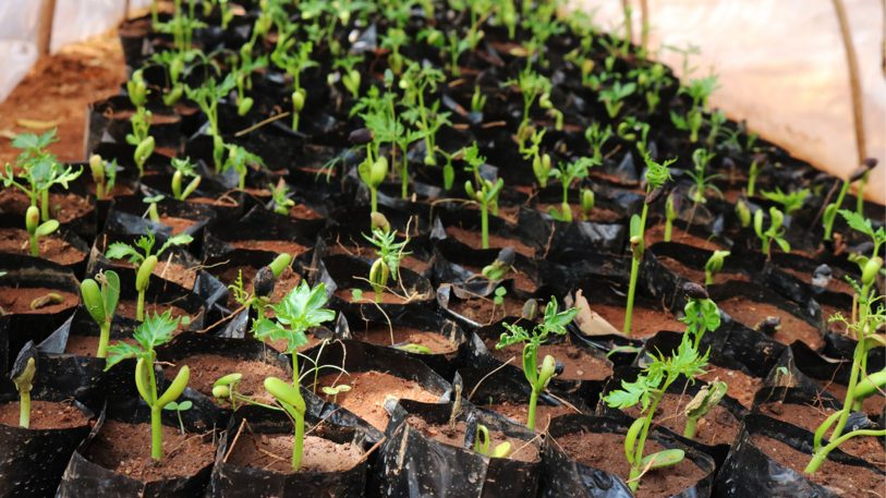 Planting Trees To Save The Planet Is Turning Into Big Business - Fast ...