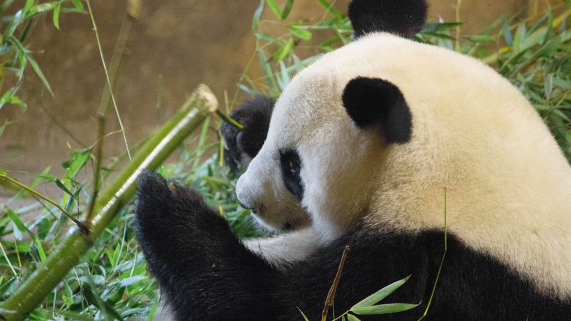 China's New Panda Park Will Be The Size Of Massachusetts - Fast Company