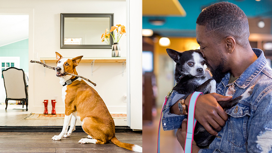 New Accelerator Is Looking For The Next Generation Of Tech For Pets ...