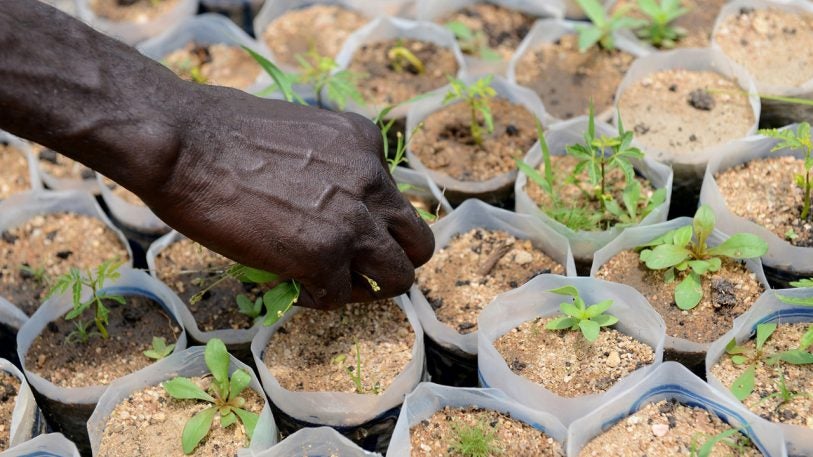 At This Refugee Camp, Residents Are Replanting 40,000 Trees - Fast Company