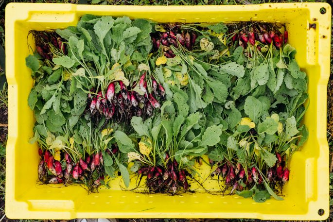 Why this restaurant chain is in the farming business - Fast Company