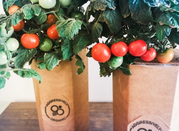These low-tech indoor gardens bring vegetables to your kitchen - Fast ...