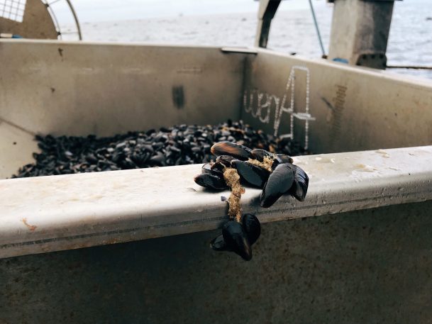 Can mussels be the sustainable snack that saves the ocean? - Fast Company