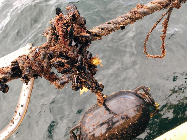 Can mussels be the sustainable snack that saves the ocean? - Fast Company