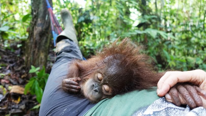 At "forest school," humans teach orphaned orangutans how to be apes ...