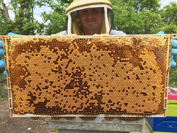 These probiotics for bees are designed to boost insect immune systems ...