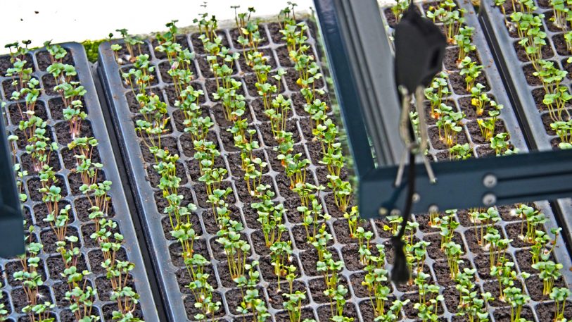 This automated indoor farm is growing so fast, it makes you think this ...