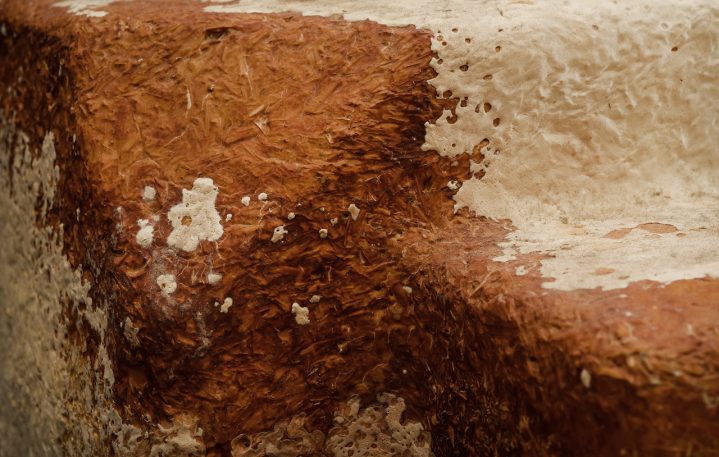 Can mushrooms be the platform we build the future on? - Fast Company