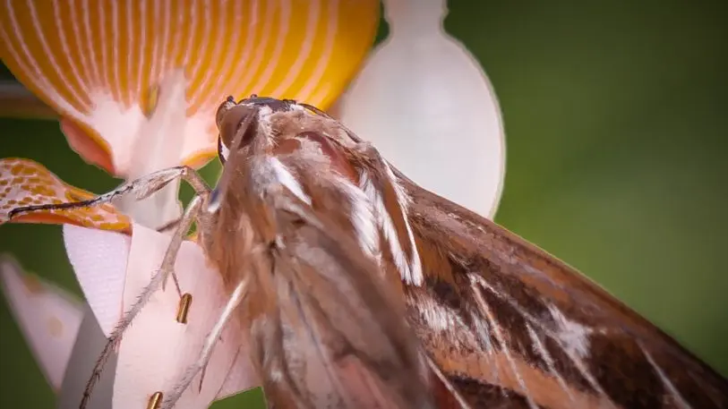 These gorgeous fake flowers are an oasis for tired city insects - Fast ...