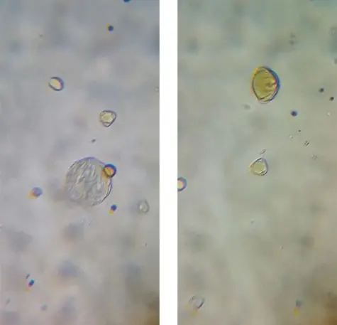 Machine learning is a sweet way to tell if your honey is fake - Fast ...