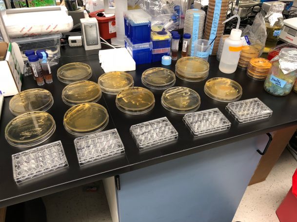 This biotech startup is growing protein-rich vegan pet food in a lab ...