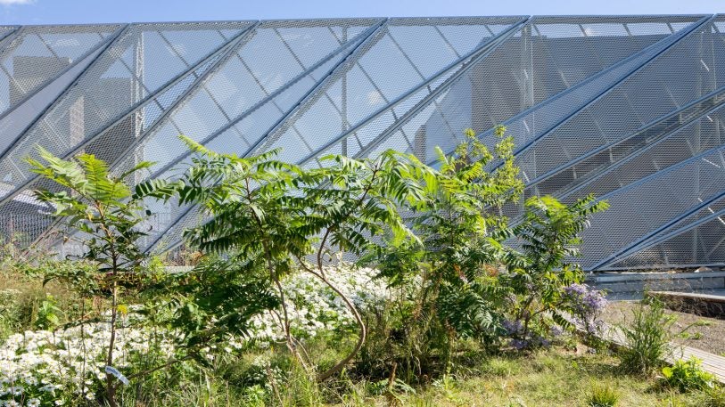 The hot new amenity in NYC's latest park? Mussels - Fast Company