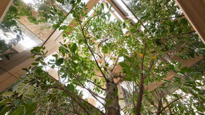 This gorgeous office is like working in a forest - Fast Company