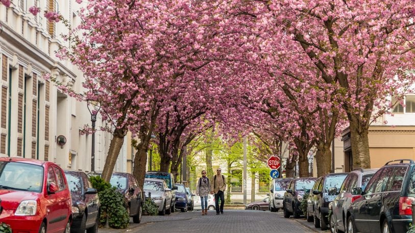 The best (and easiest) thing your city can do for itself? Plant more ...