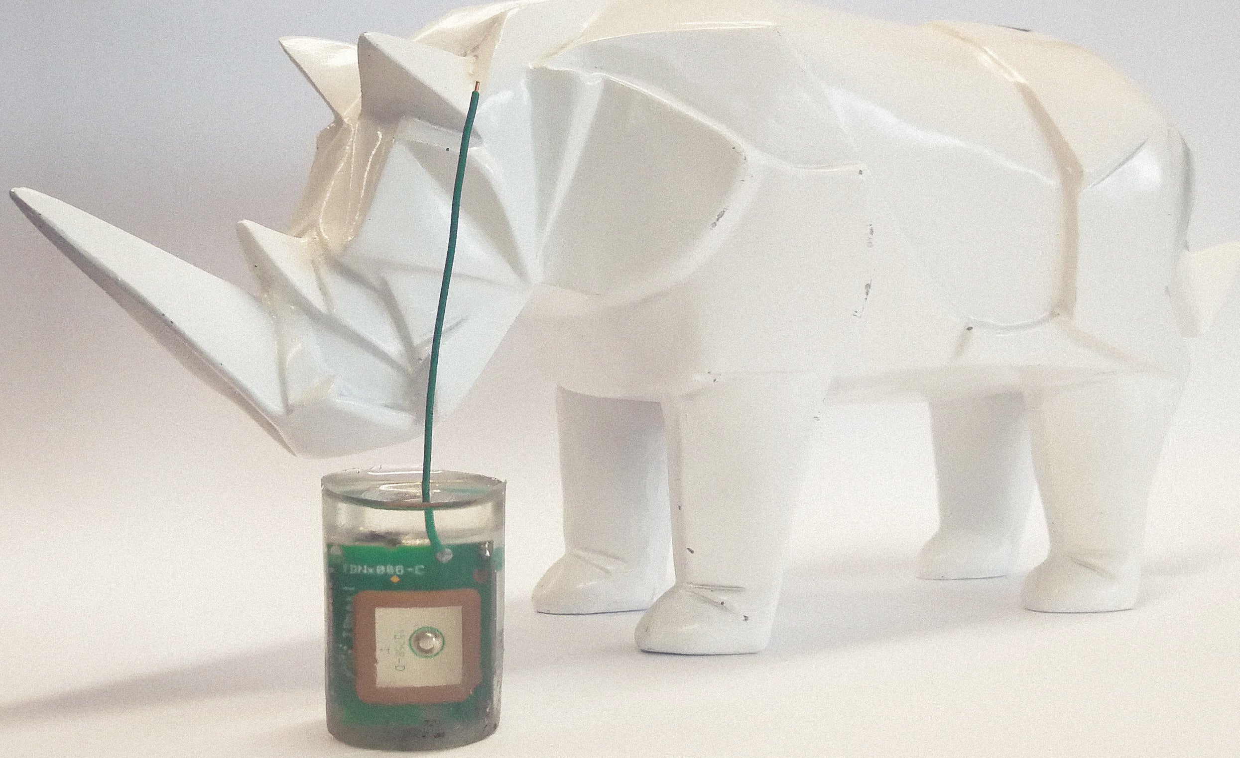 In this rhino internet of things, rhinos wear GPS trackers in their ...