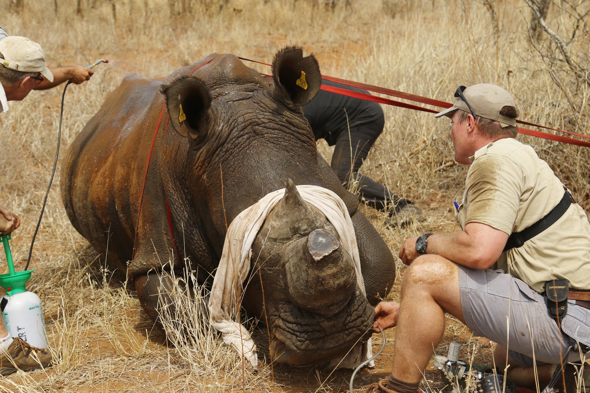 In this rhino internet of things, rhinos wear GPS trackers in their ...