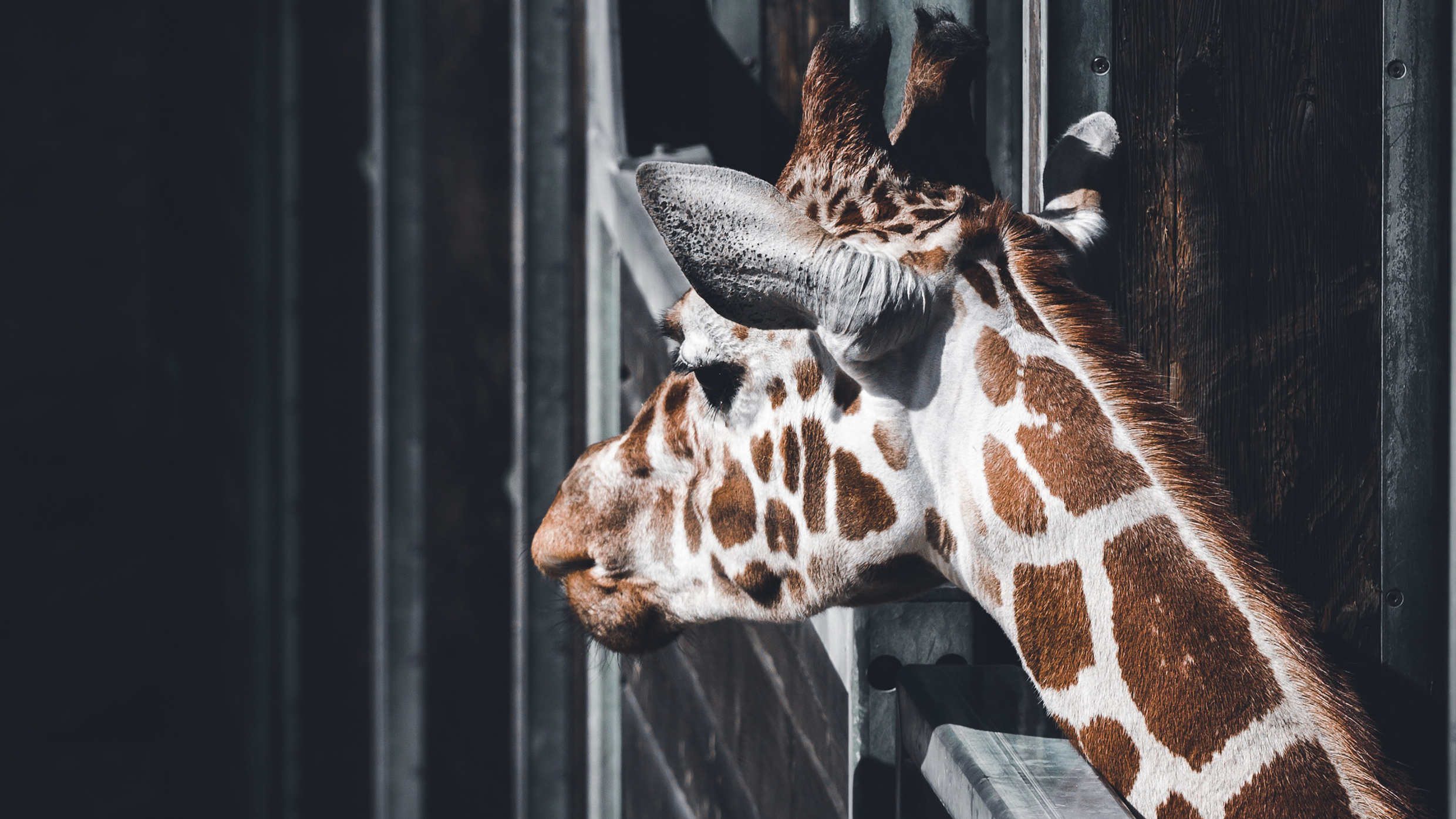 Should zoos exist? - Fast Company