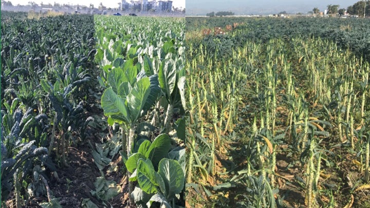 We're leaving so much food on farms to just rot in the fields - Fast ...