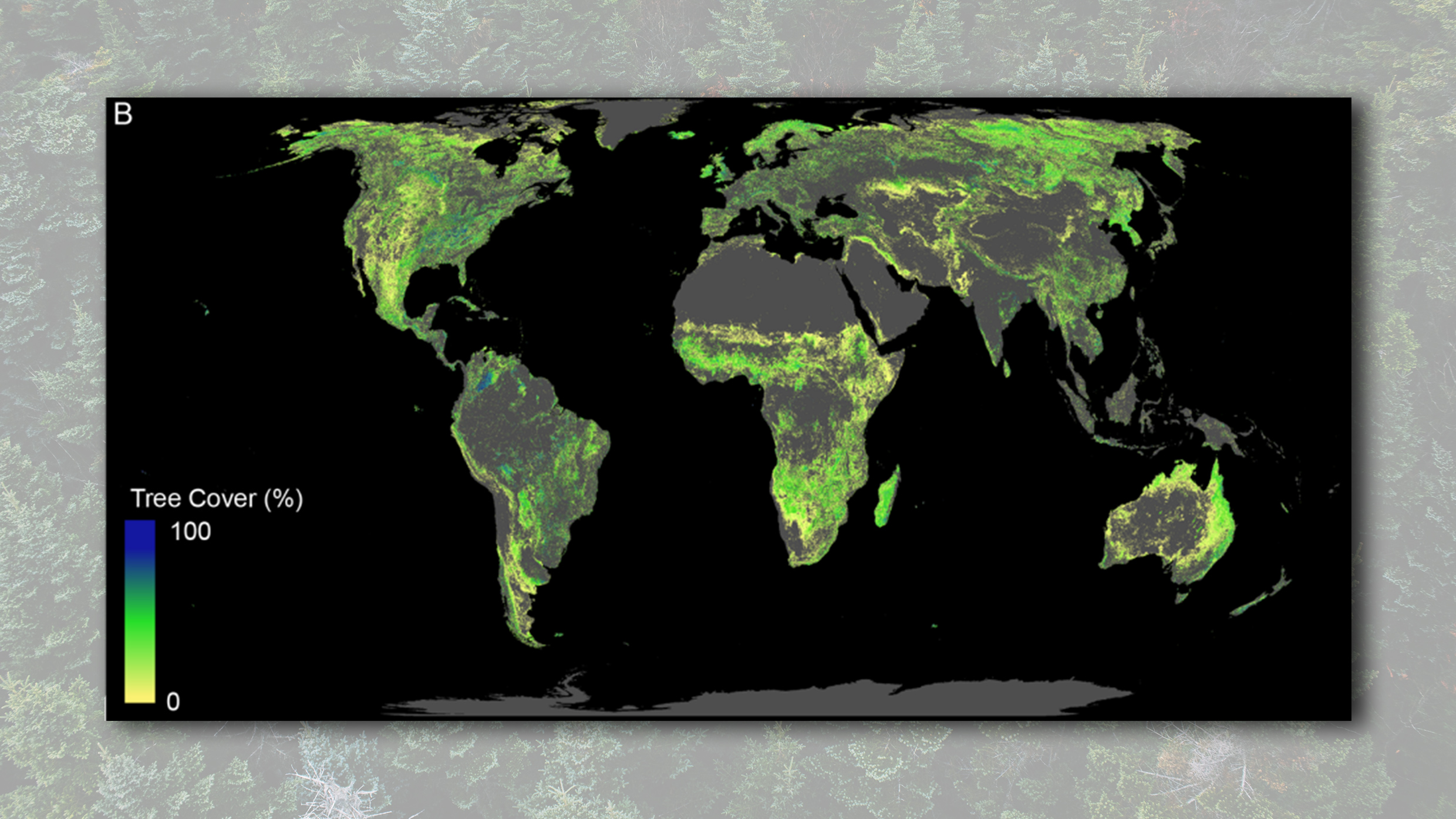 Billions of new trees could help stop climate change: Here's how we get ...